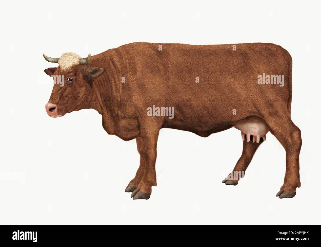 Cow illustration realistic design Stock Photo - Alamy