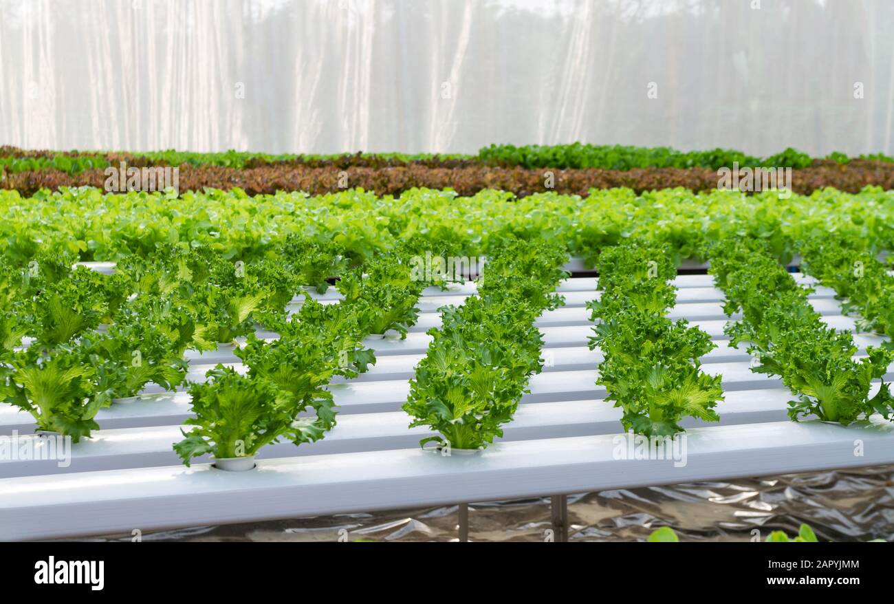 Vegetables hydroponics farms Stock Photo - Alamy