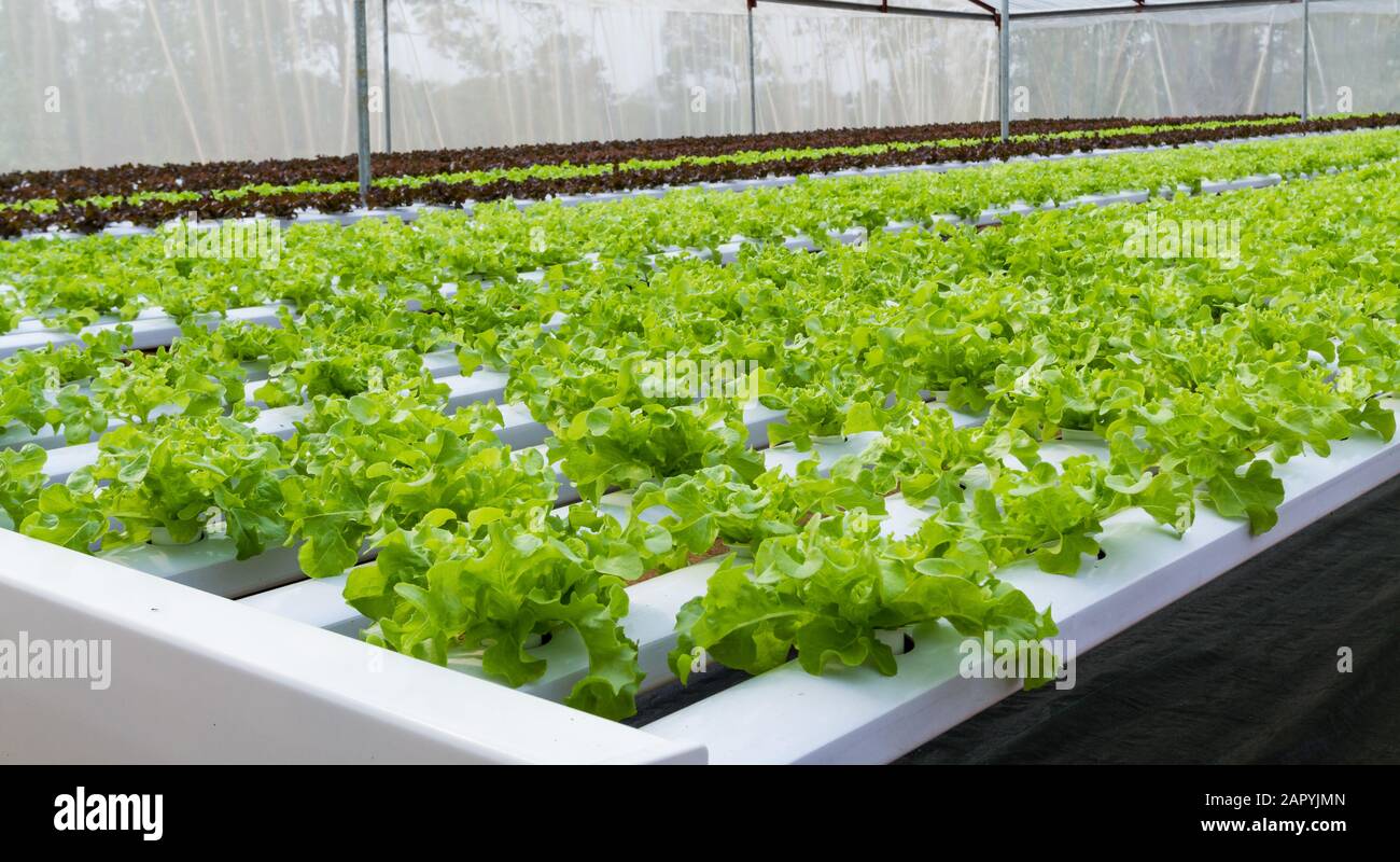 Vegetables hydroponics farms Stock Photo - Alamy