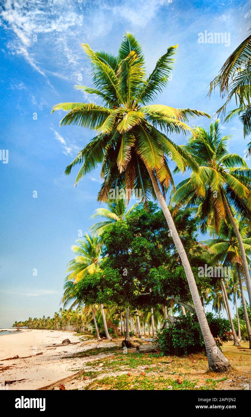The coconut palm cocos nucifera hi-res stock photography and images - Alamy