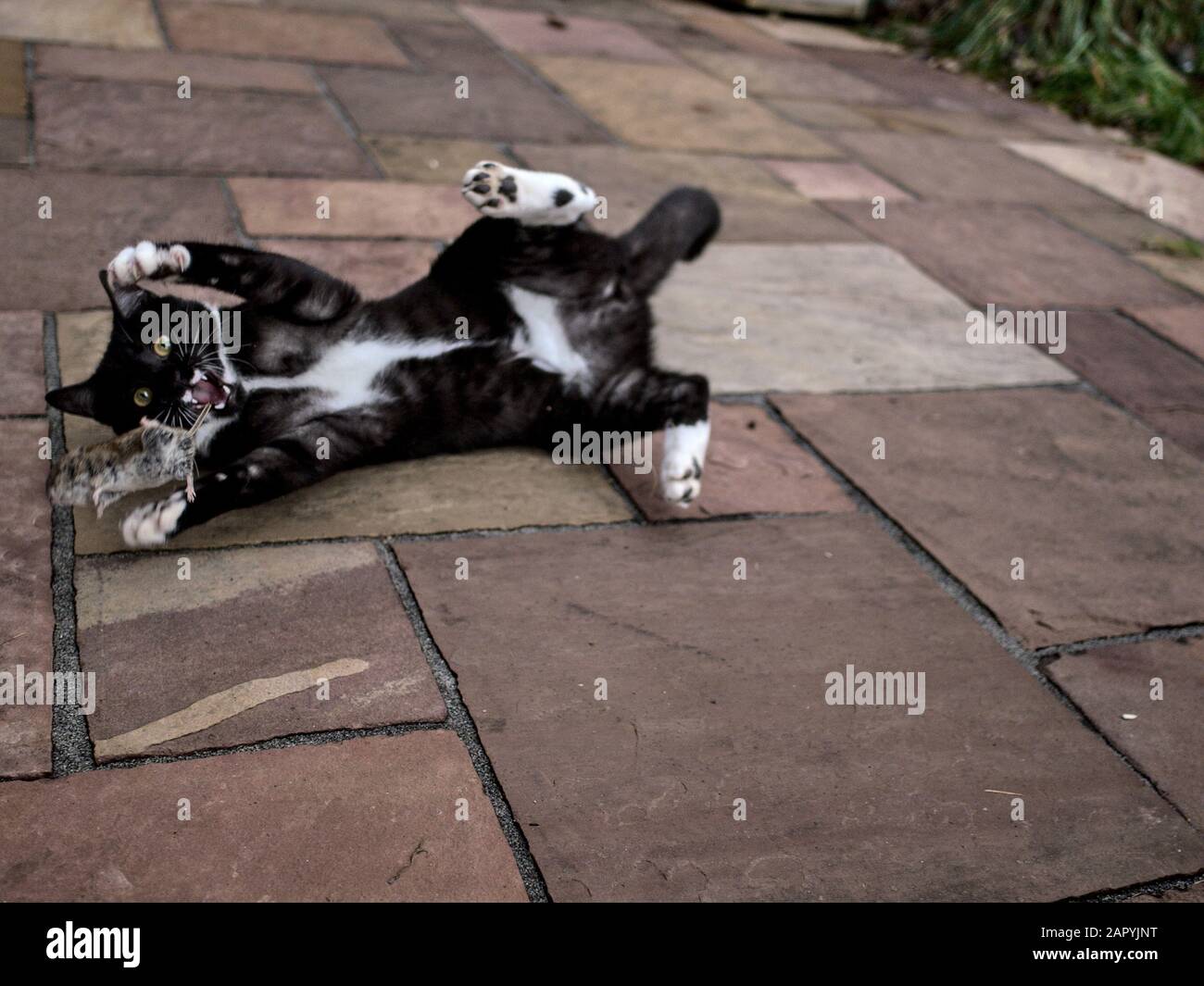 White mouse with beautiful black eyes hi-res stock photography and ...