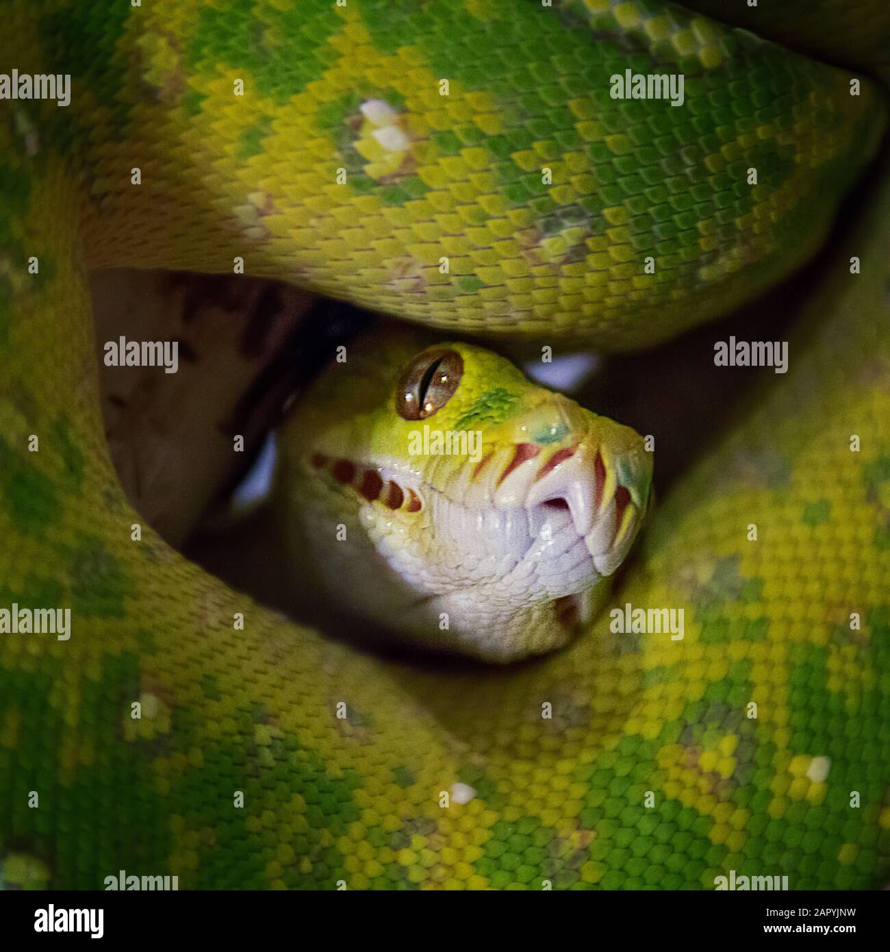 Albino tree snake hi-res stock photography and images - Alamy