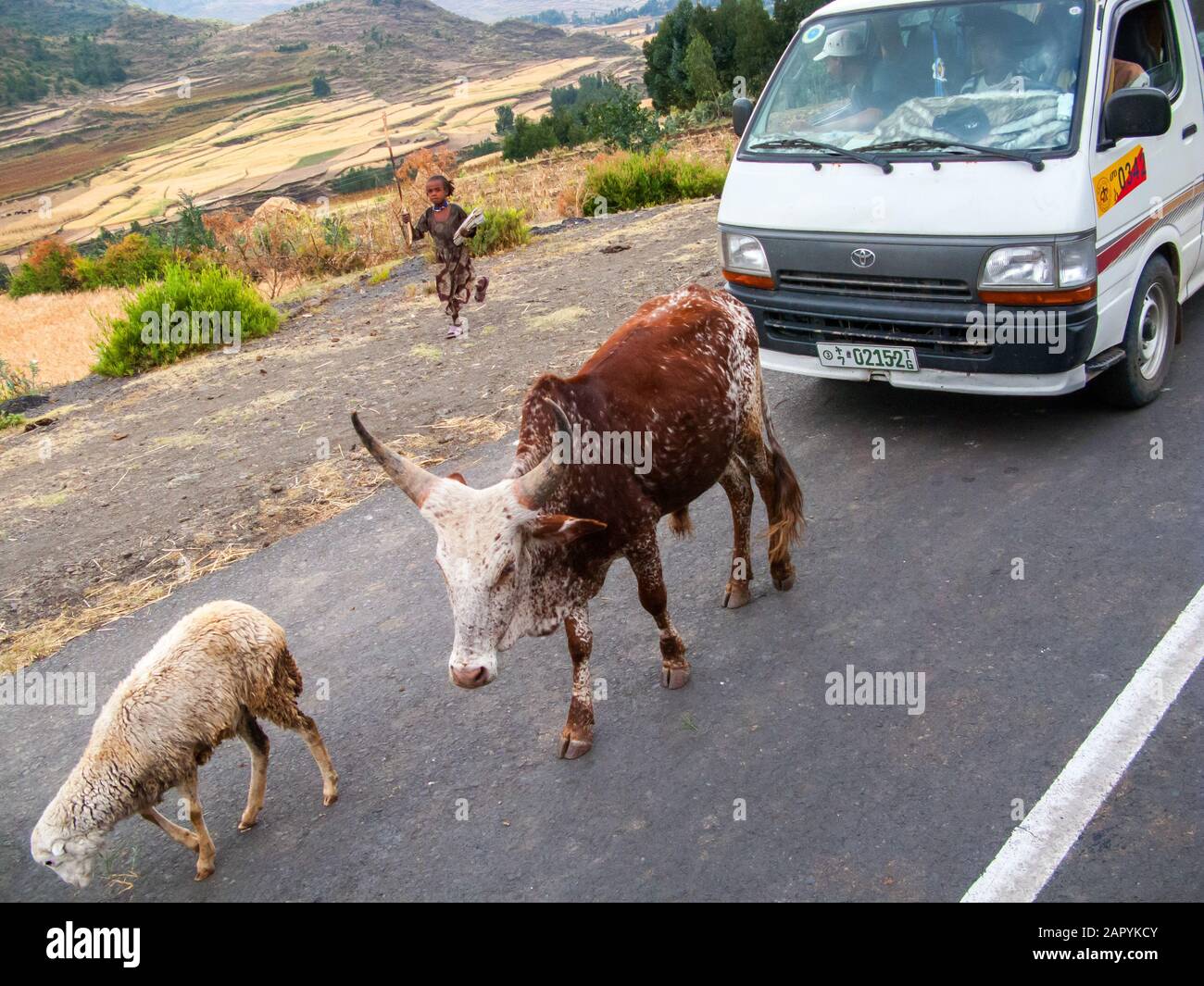 Bull and sheep on asphalt road, Tigray Region, Ethiopia Stock Photo - Alamy