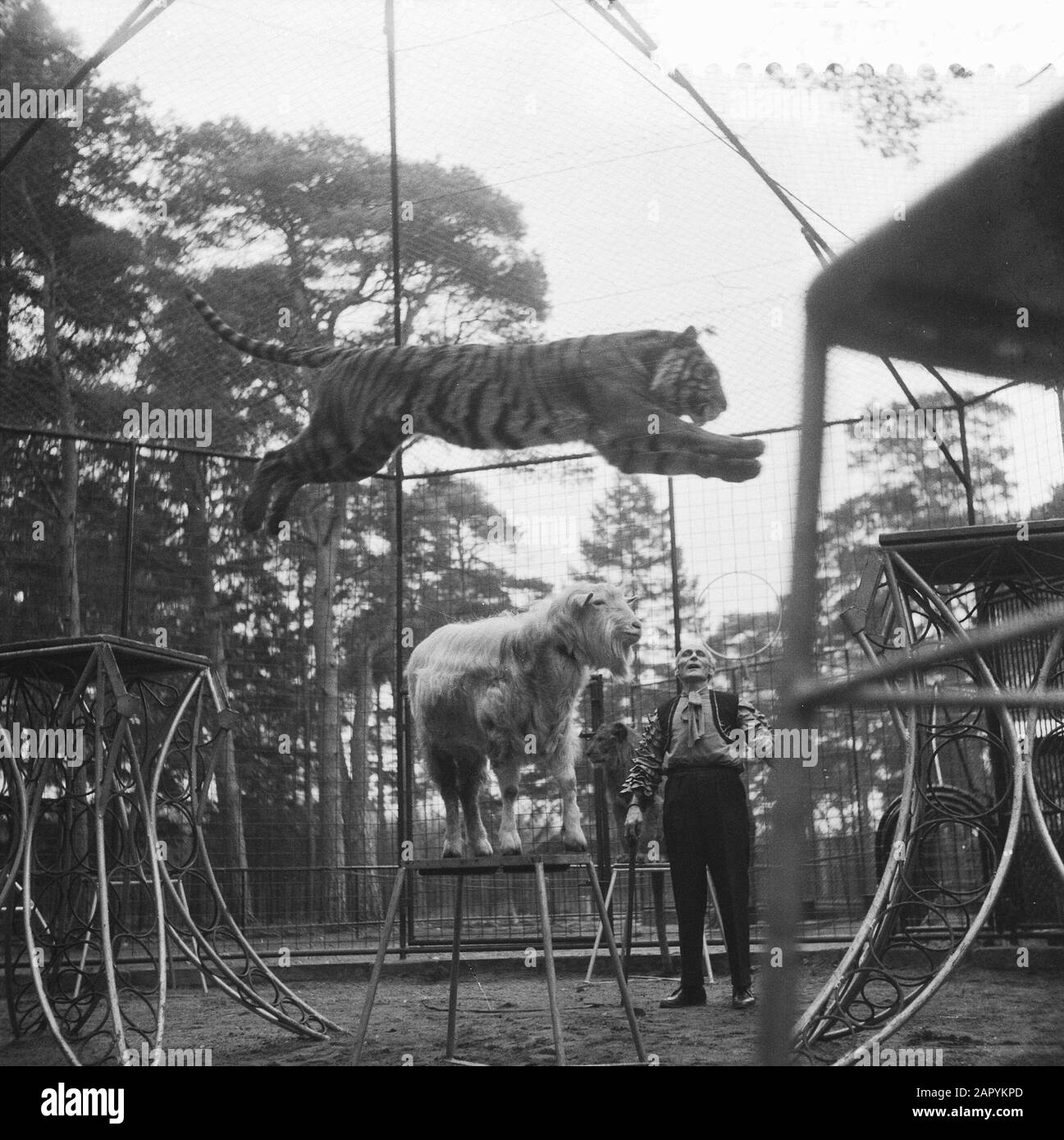 World first tiger dressage hi-res stock photography and images - Alamy