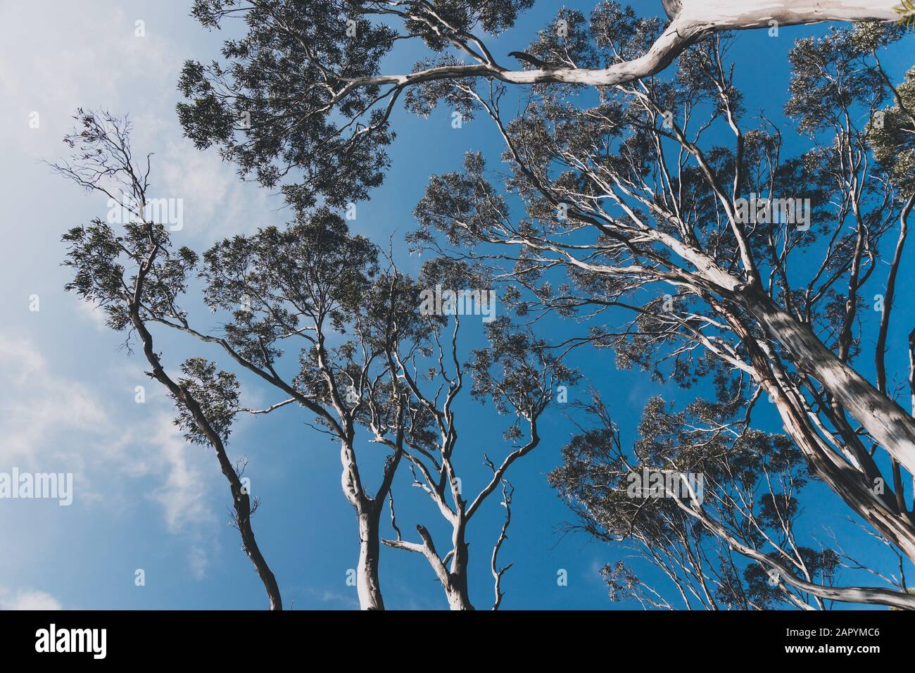 eucalyptus gum tree branches with white bark against contrasty deep ...