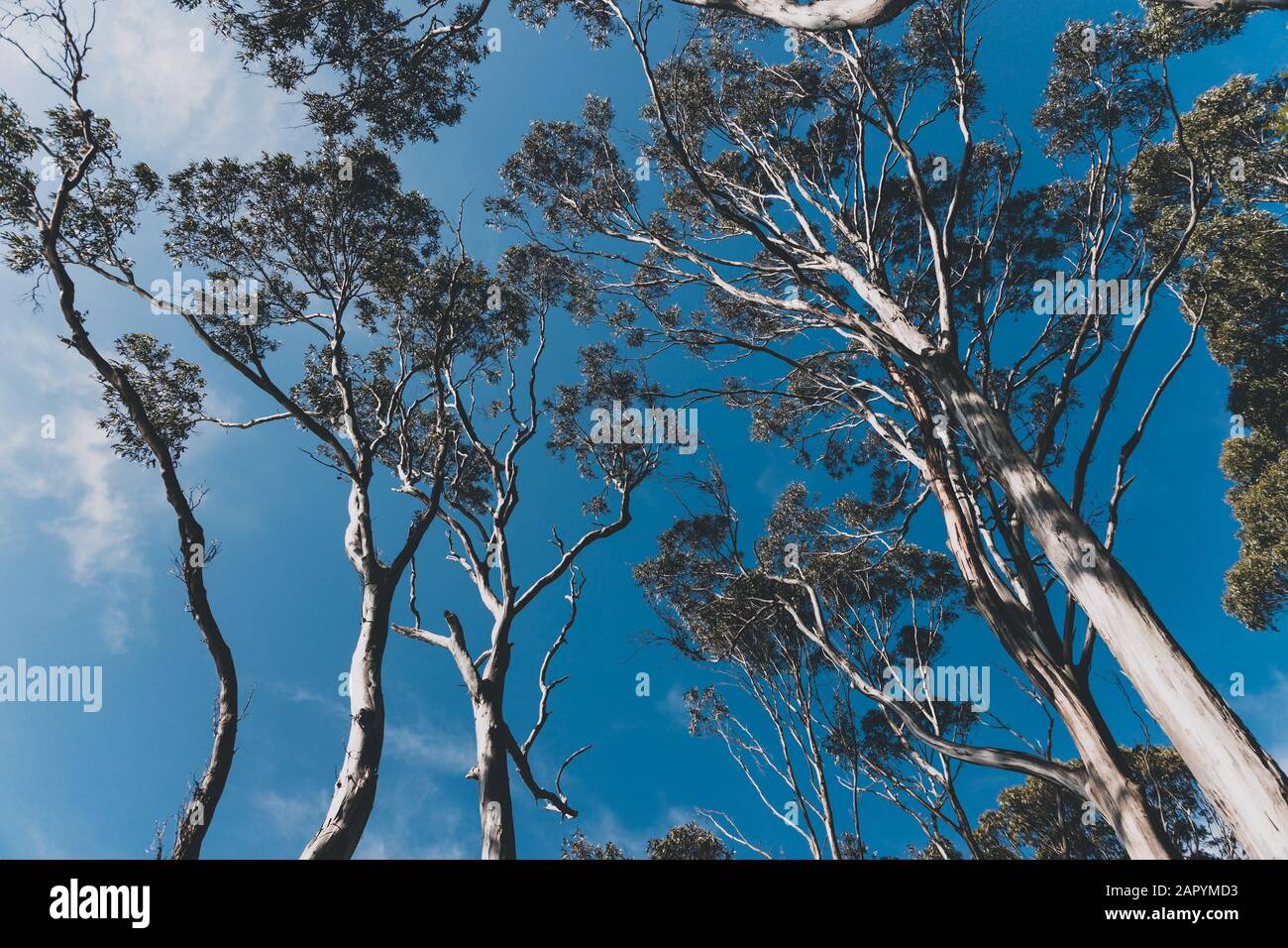 eucalyptus gum tree branches with white bark against contrasty deep ...