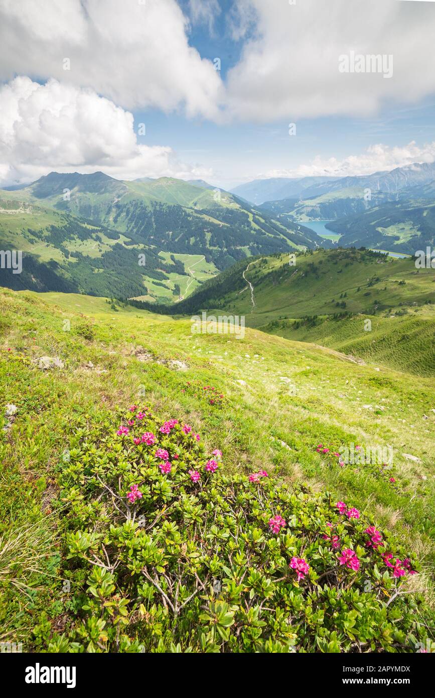 Green meadow in the Alps with pink flowered Alpenrose in the foreground ...