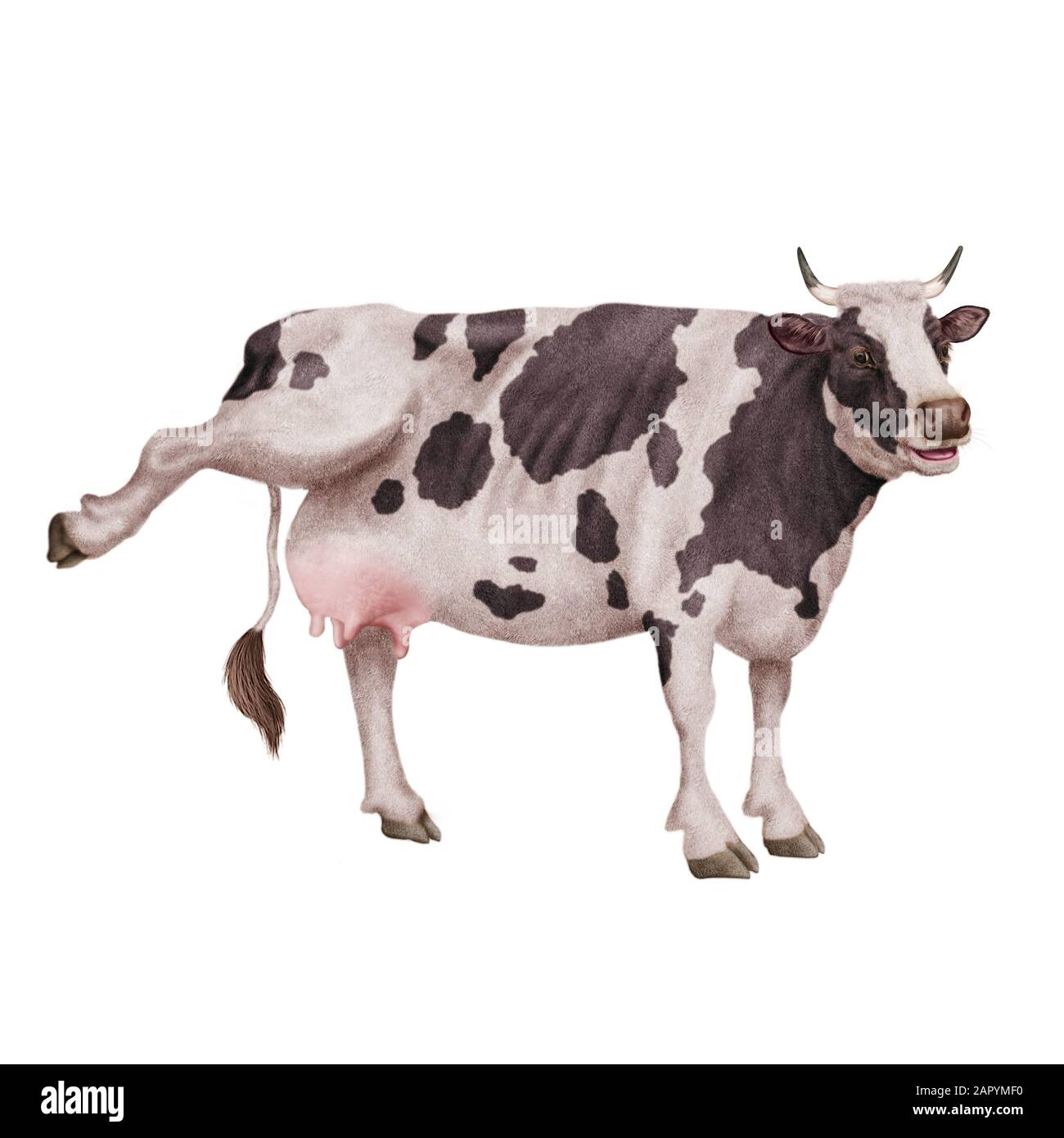 Cow illustration realistic imaginary design Stock Photo - Alamy