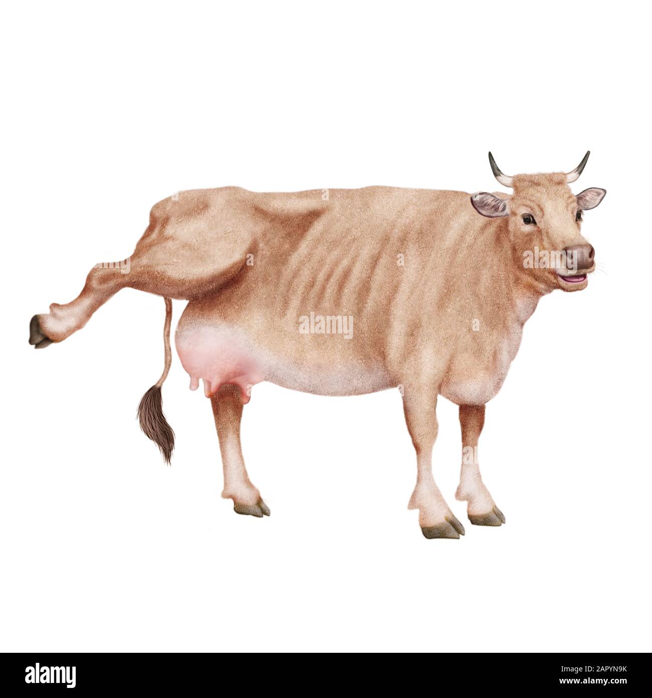 Cow illustration realistic imaginary design Stock Photo - Alamy