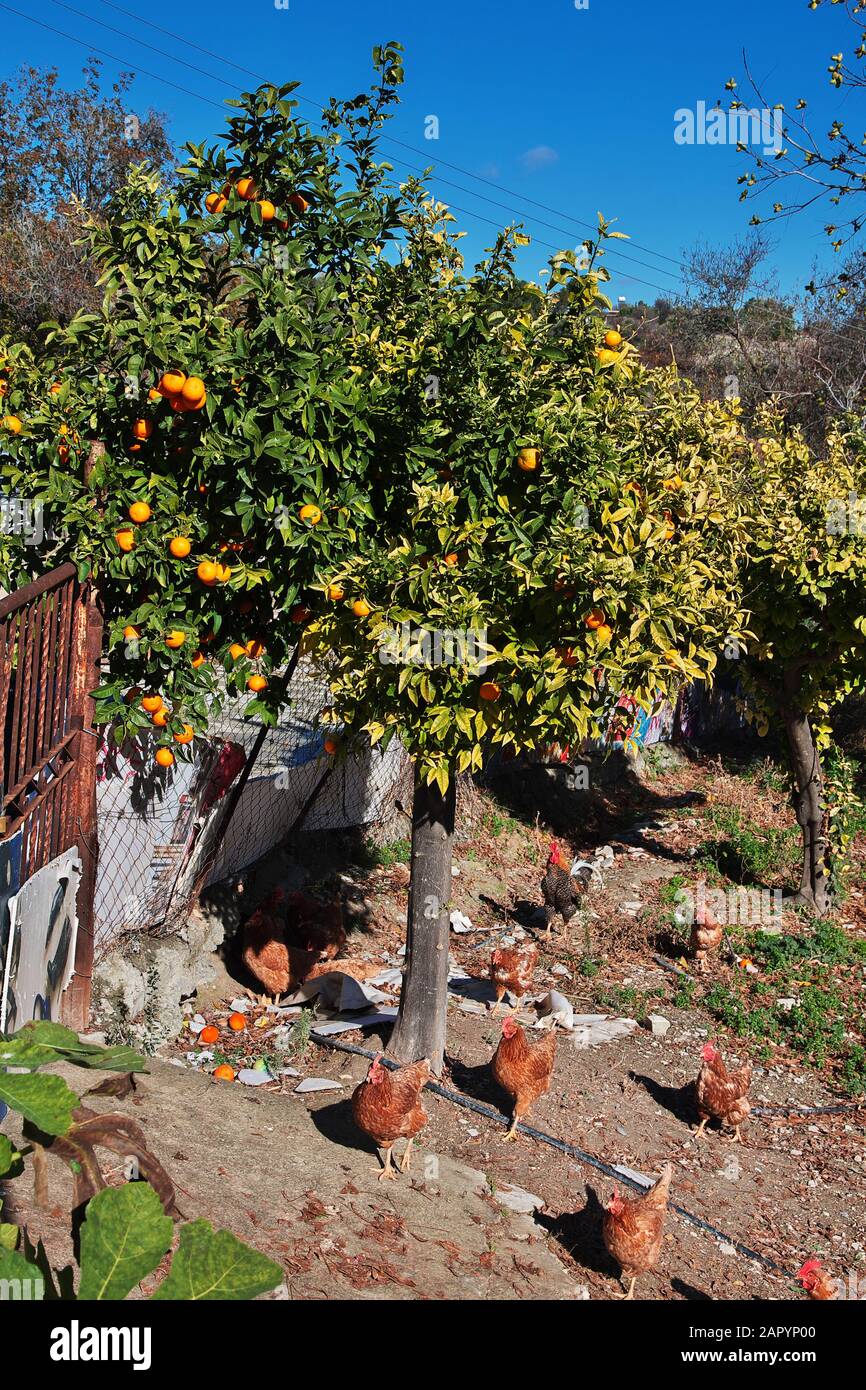 Cypriot Orange Tree High Resolution Stock Photography and Images - Alamy