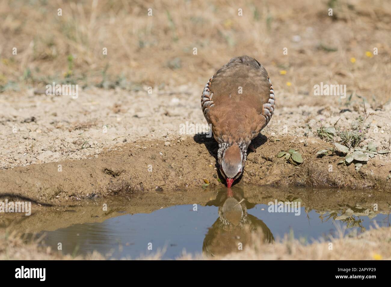 Poolc hi-res stock photography and images - Alamy