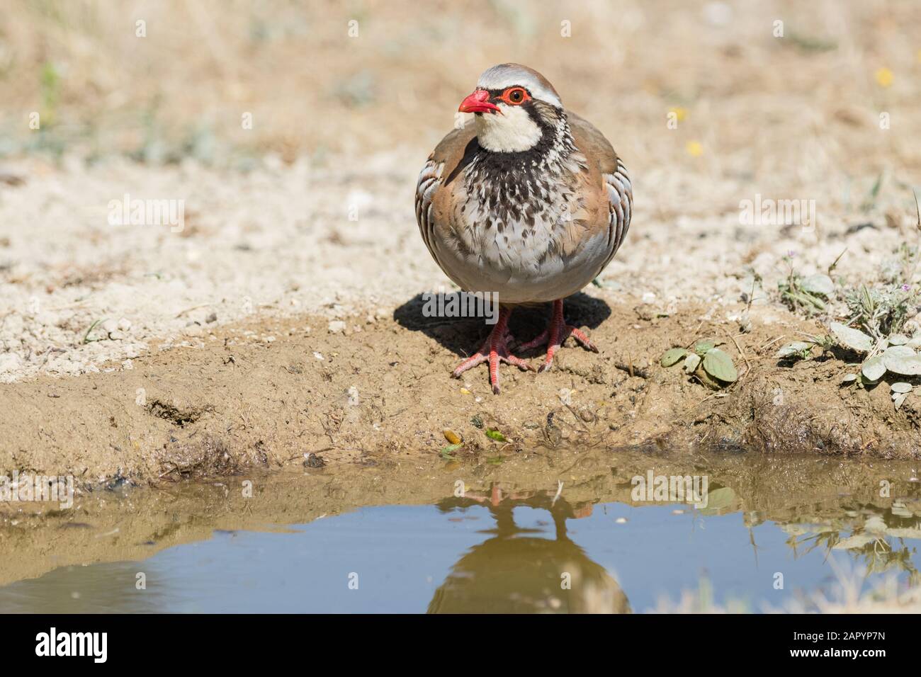 Adult red legged partridge hi-res stock photography and images - Alamy