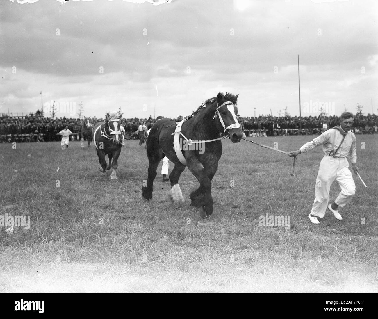 Dutch draught horse Black and White Stock Photos & Images - Alamy