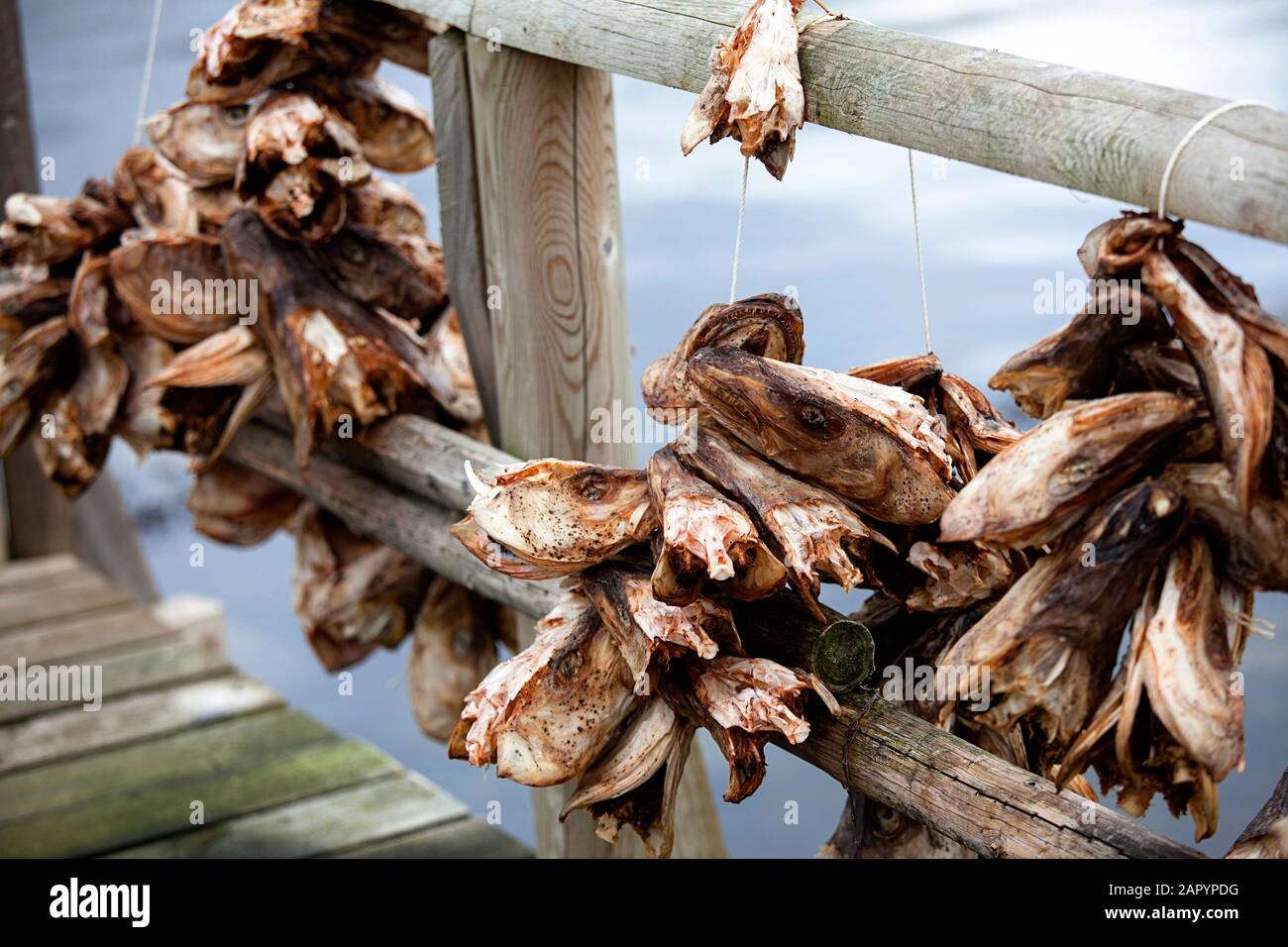 Norway fish hanging dry on hi-res stock photography and images - Alamy