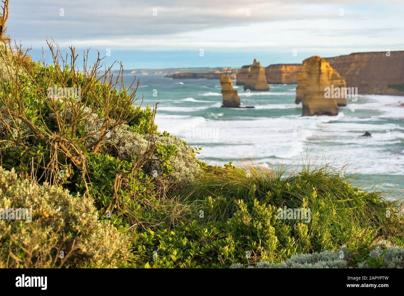 Apostles plant hi-res stock photography and images - Alamy