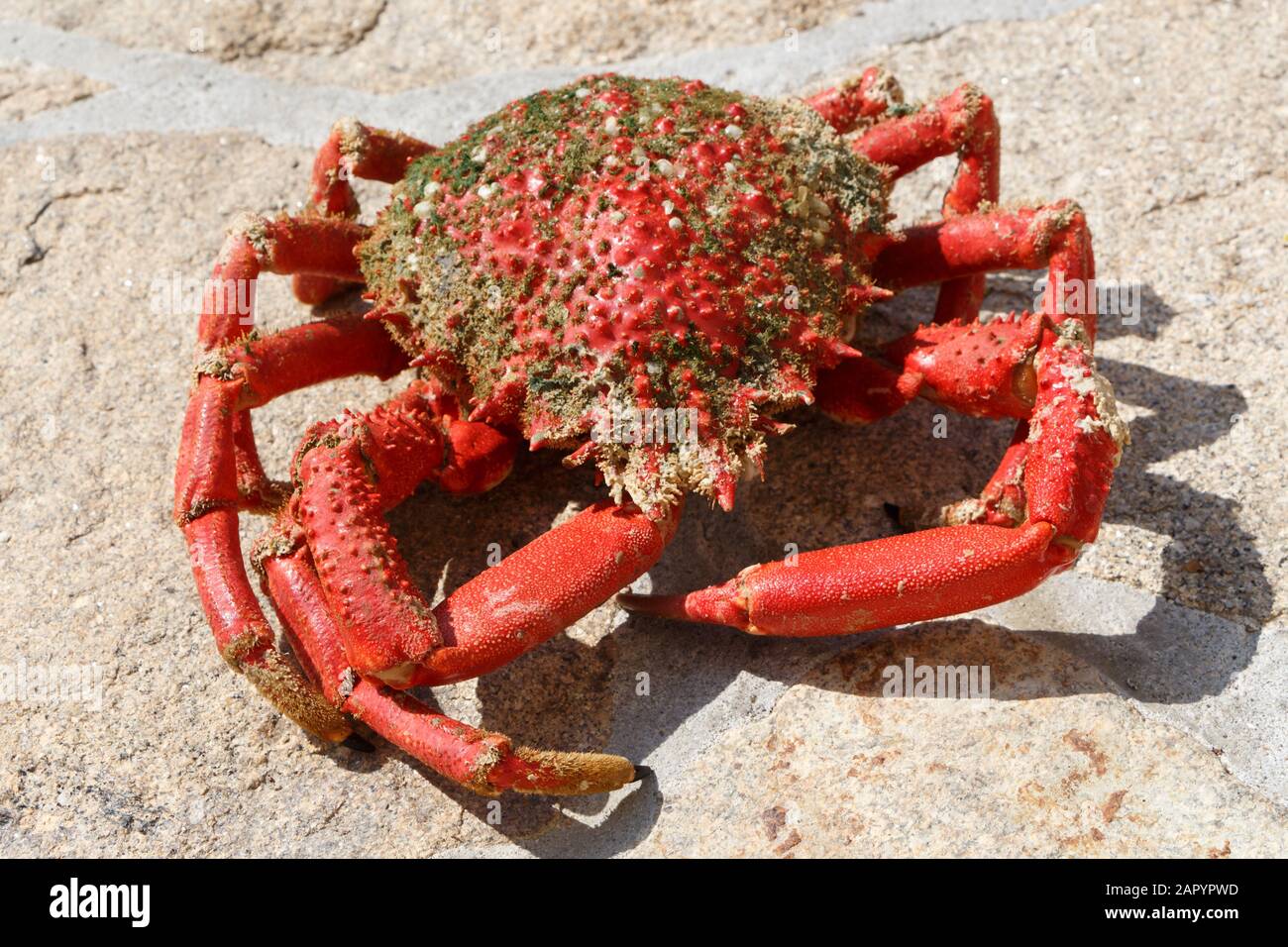Cooked spider crab hi-res stock photography and images - Alamy