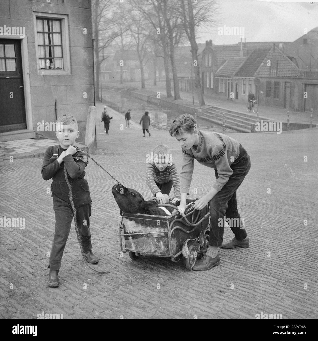 Son of butcher M. Groot from Medemblik retrieve the cattle o their ...