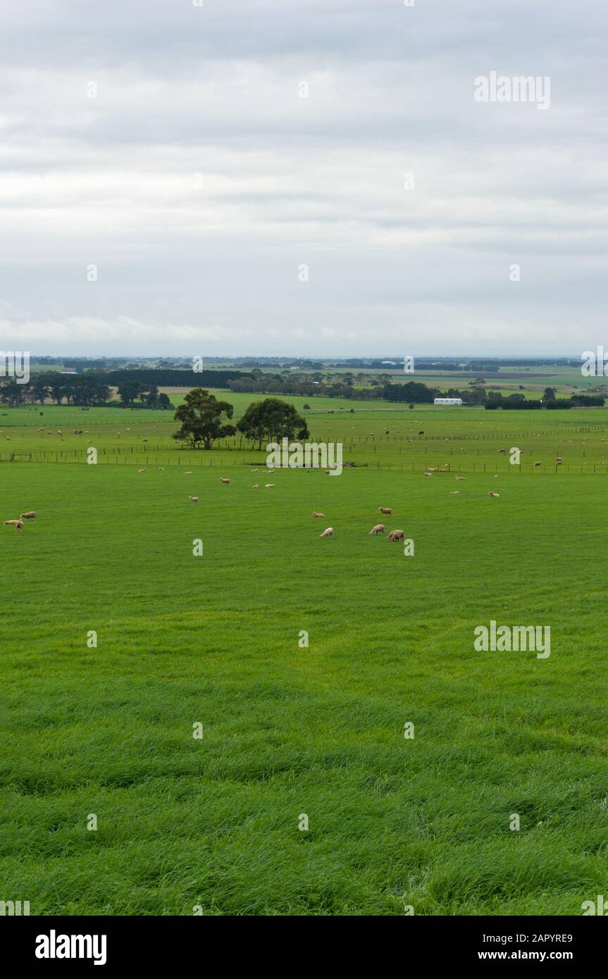 Green pastures with sheep and cows. Countryside background Stock Photo ...