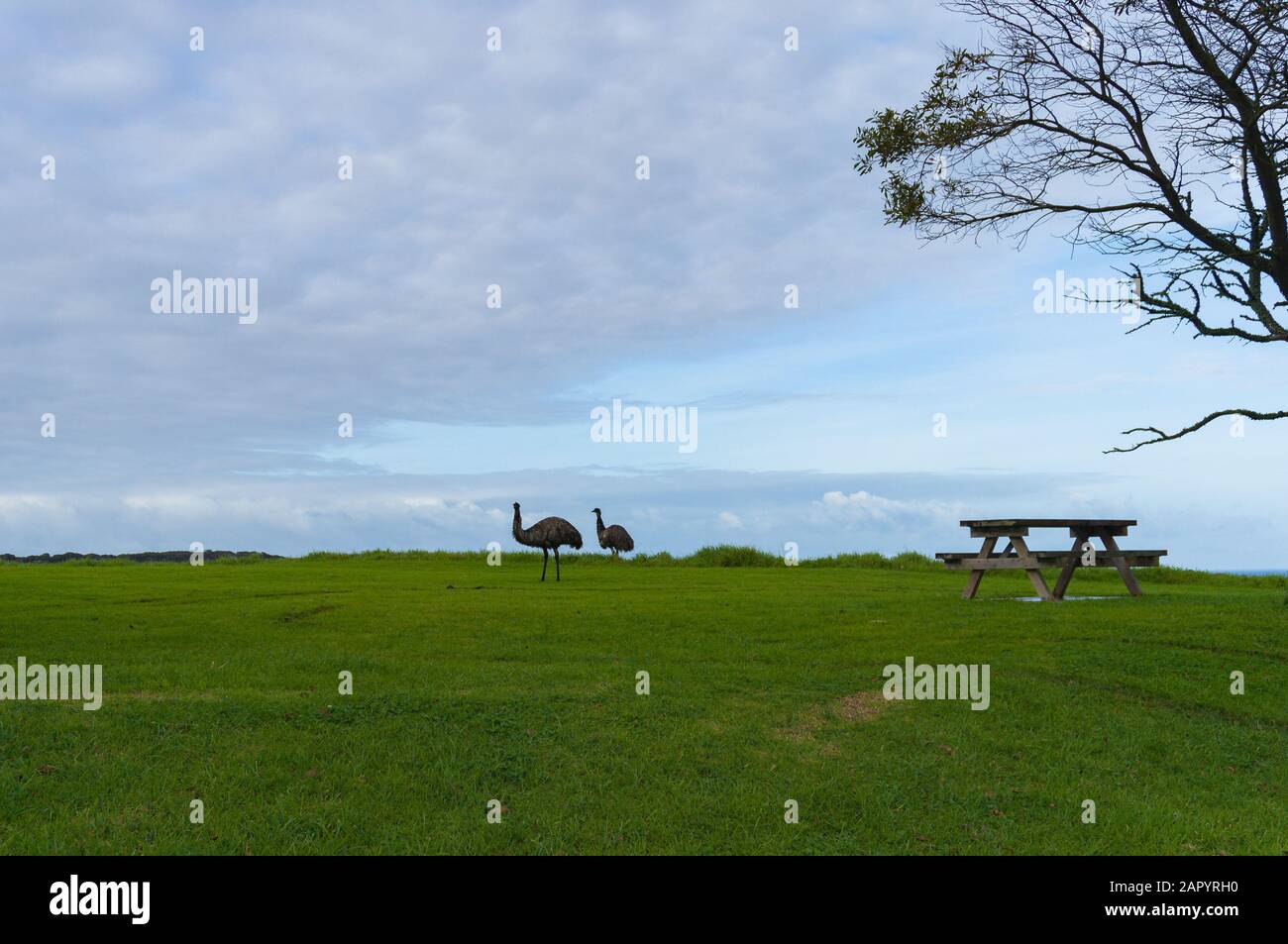 Emus grazing on green grass near picnic area with table. Wild animals ...