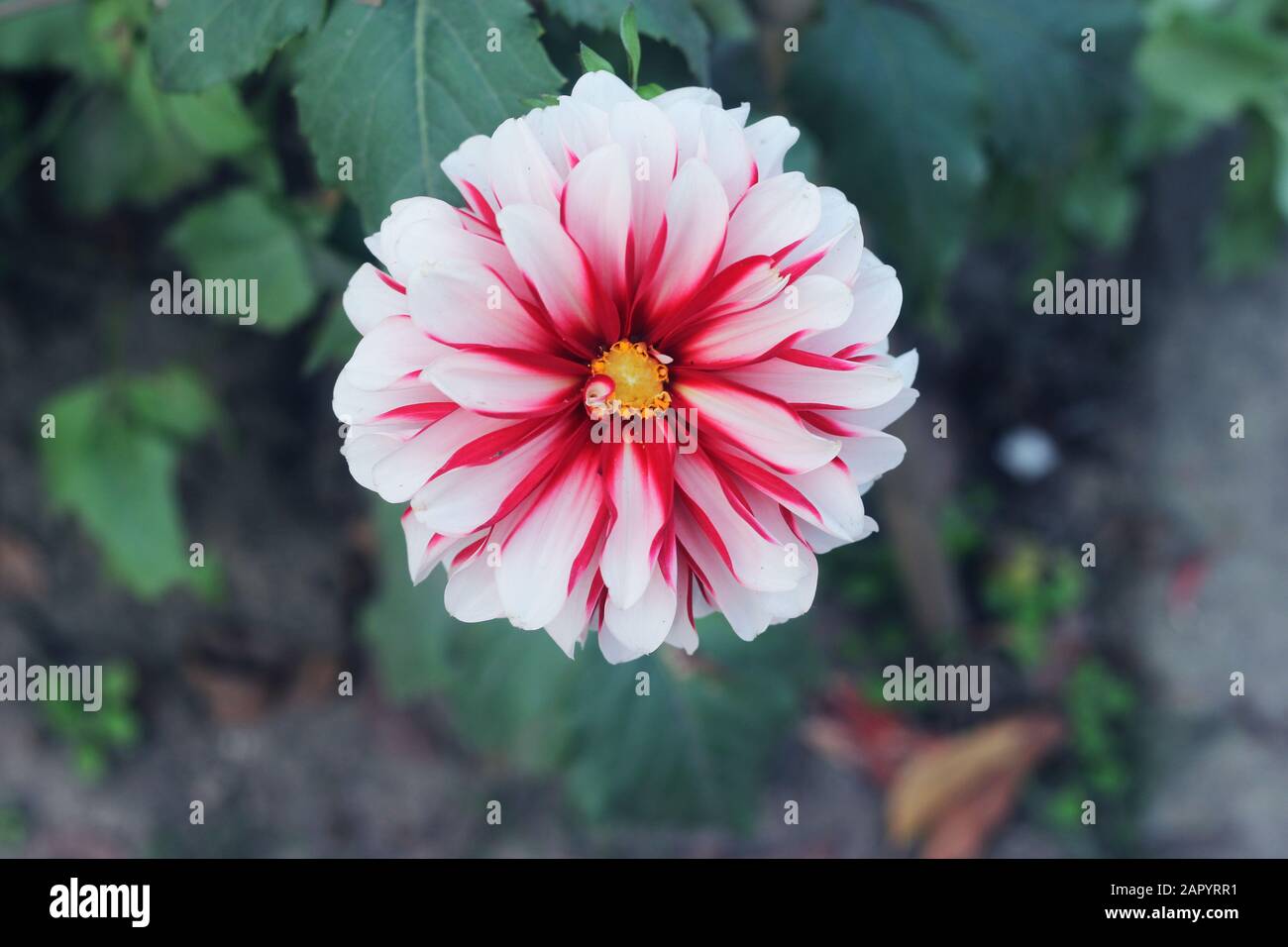 Red purple flower combination hi-res stock photography and images - Alamy
