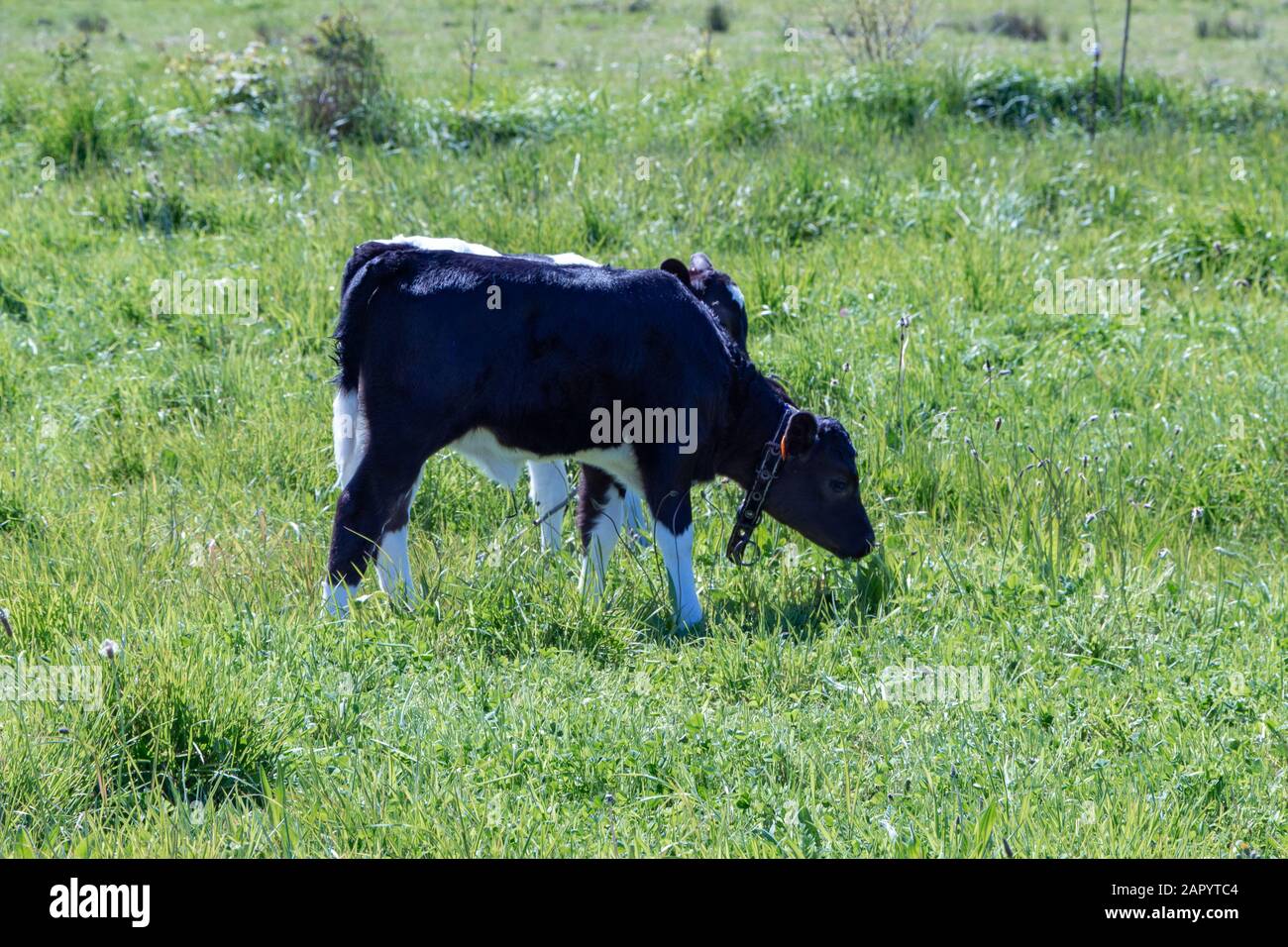 Breton Pie Noire calfs grazing in a field in Brittany Stock Photo - Alamy
