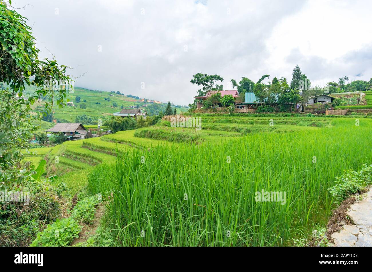 Rice terraces in rural Vietnam. Countryside landscape Stock Photo - Alamy