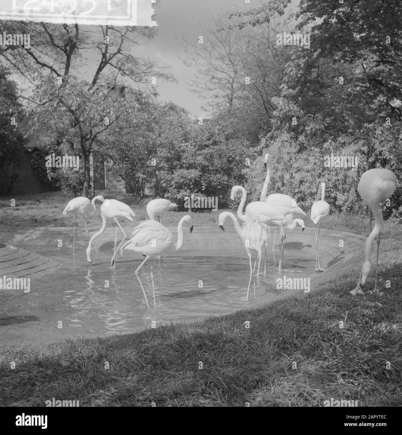 News from Artis. Flamingos Date: 2 May 1961 Institution name: Artis ...