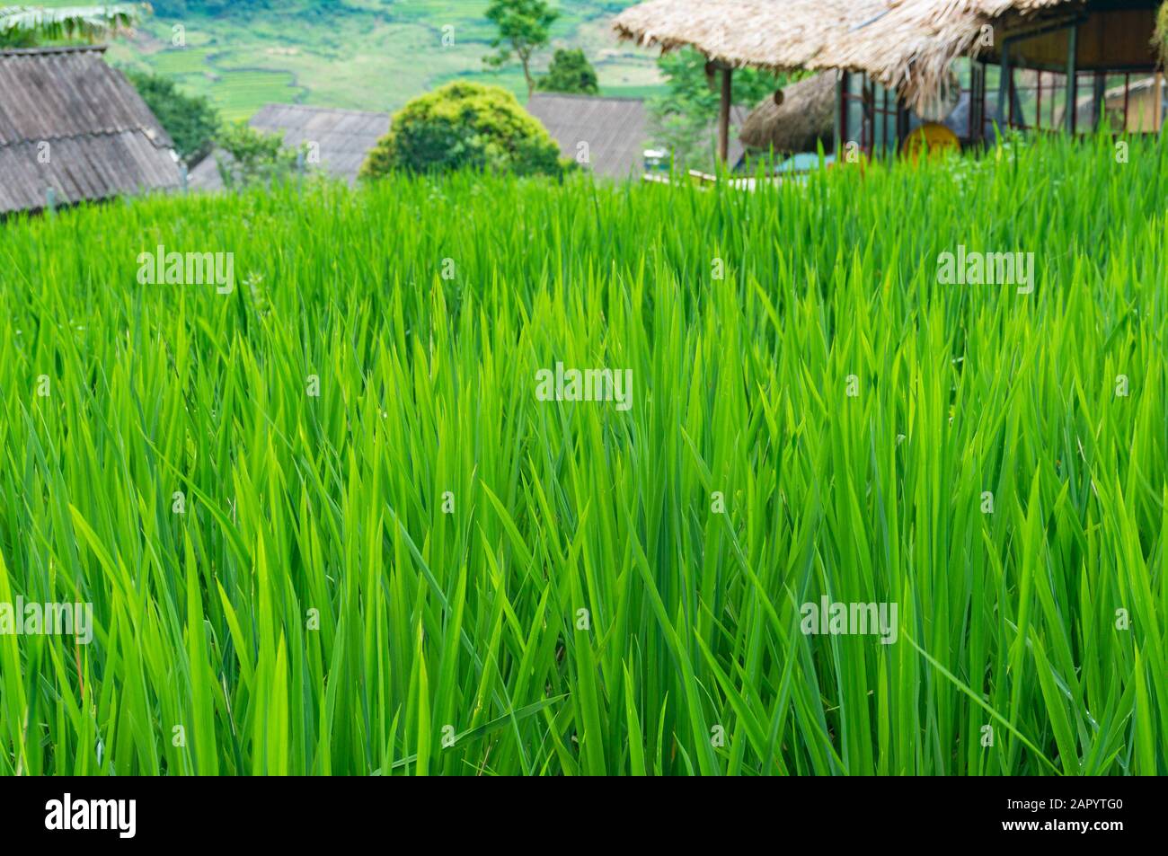 Close up of rice plant leaves. Rice blades nature background Stock ...