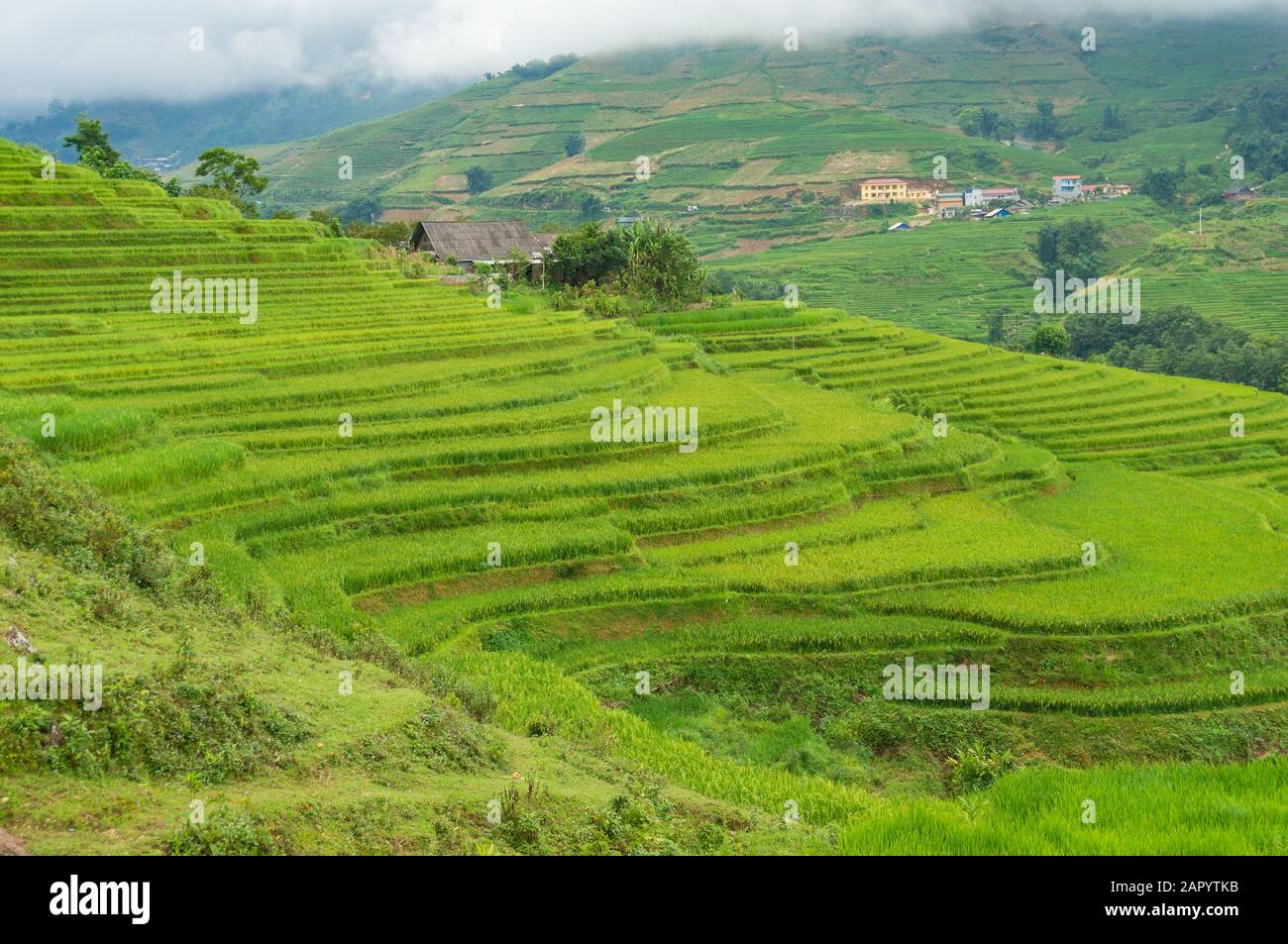 Spectacular rice terraces with green rice grass. Travel nature ...