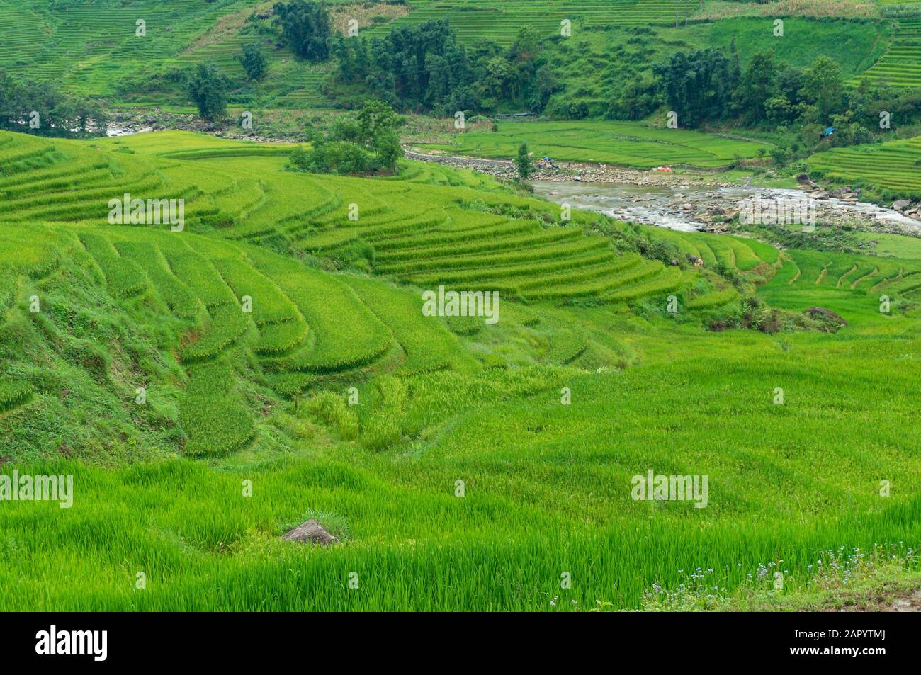 Spectacular rice terraces with green rice grass. Travel nature ...