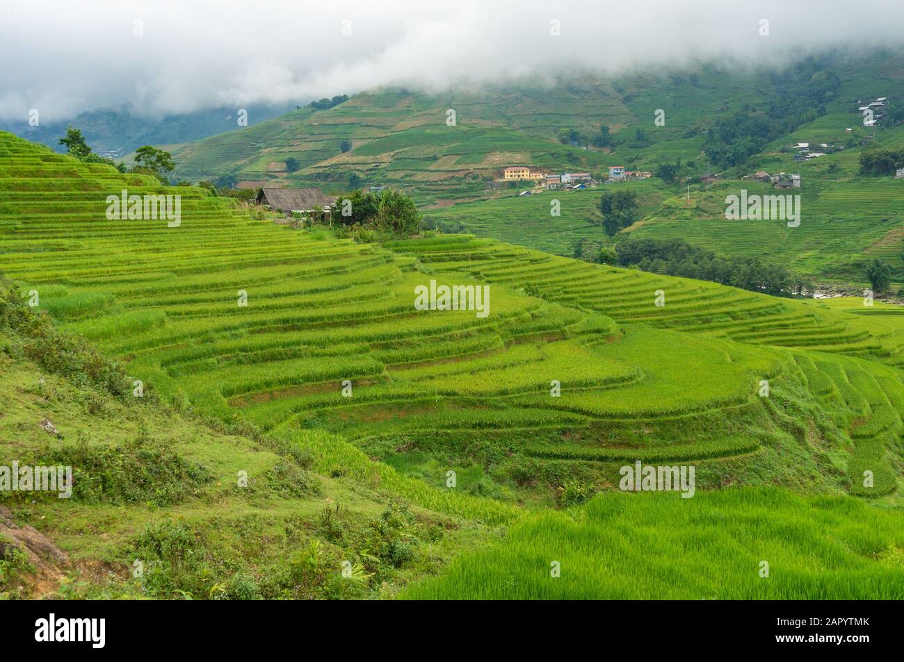 Spectacular rice terraces with green rice grass. Travel nature ...