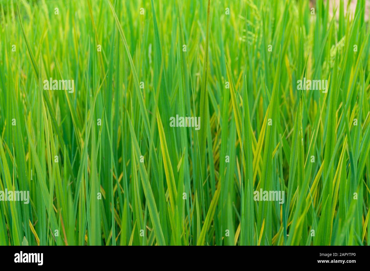 Green rice leaves blades nature background. Organic texture Stock Photo ...