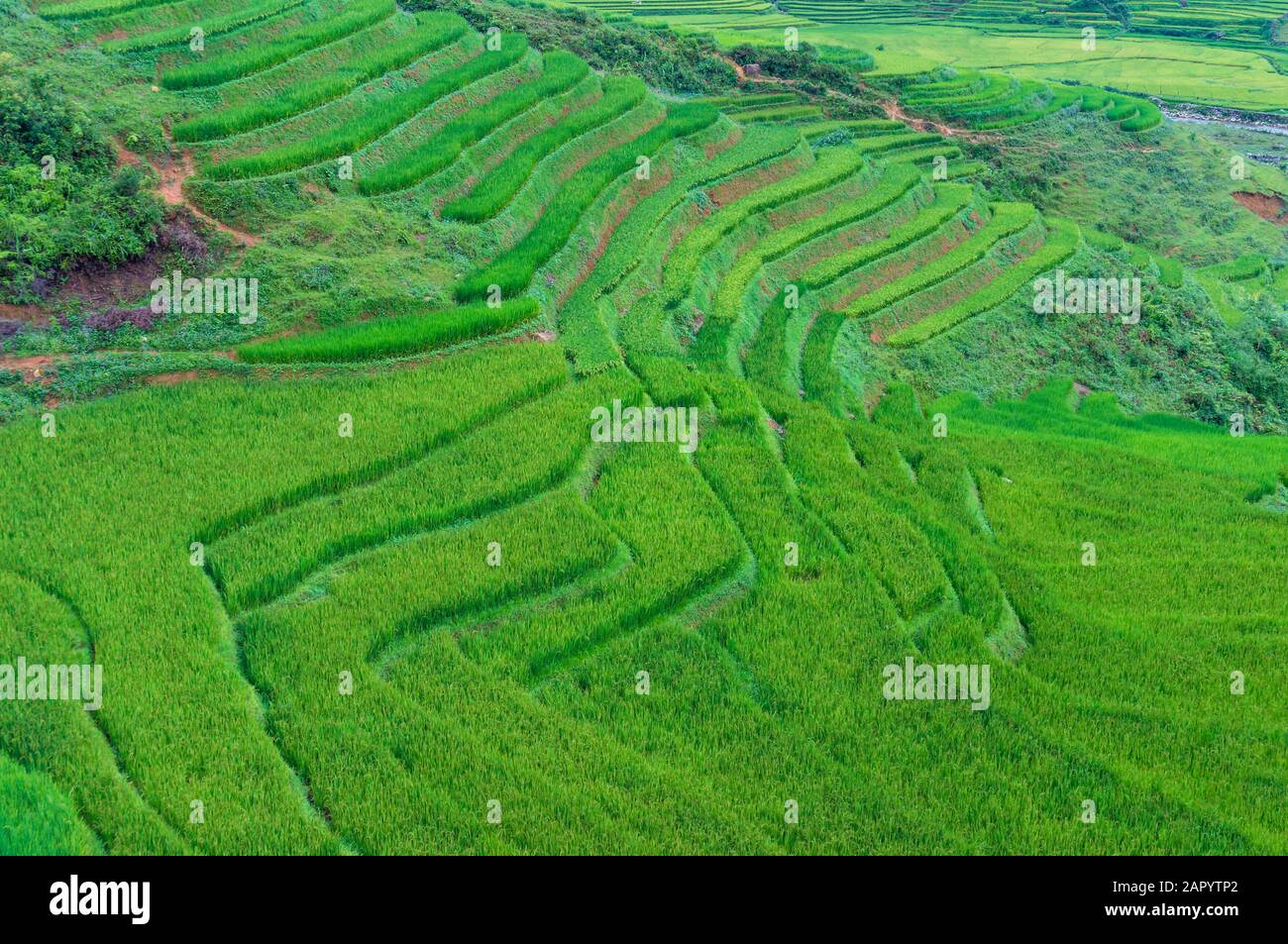 Aerial view on green rice terraces. Nature background Stock Photo - Alamy