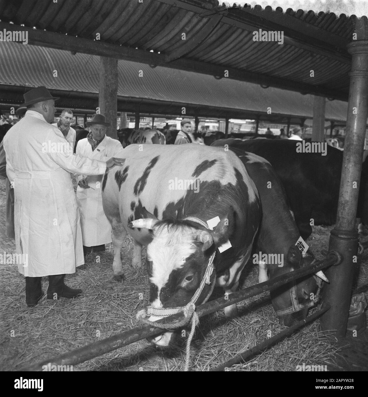 Formal election Black and White Stock Photos & Images - Alamy