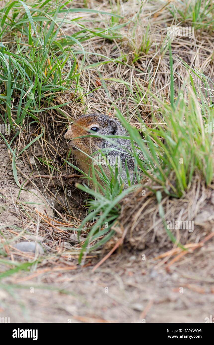 squirrel near his den in Lake Louise in Canada Stock Photo - Alamy