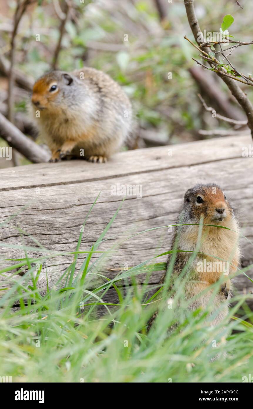 squirrel near his den in Lake Louise in Canada Stock Photo - Alamy