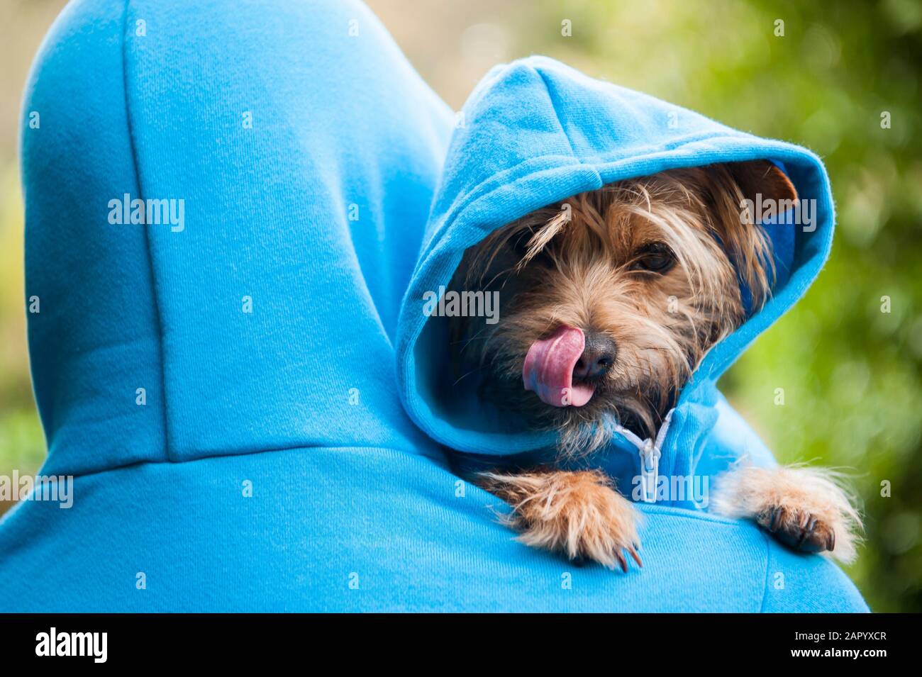 Furry dog looking over the shoulder of his owner in matching blue ...