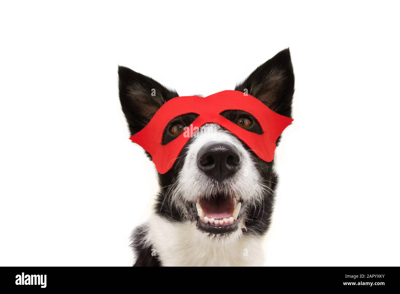 dog super hero costume for carnival or halloween party wearing a red ...