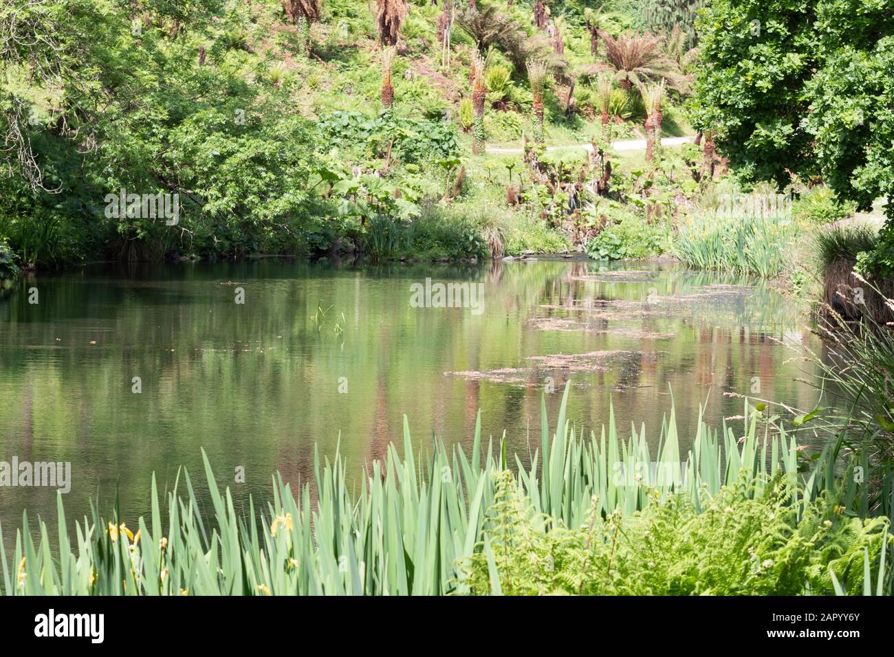 Pond in a park during spring Stock Photo - Alamy