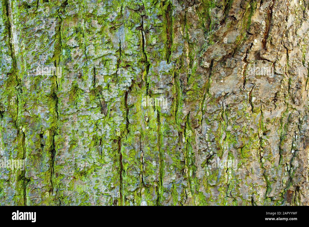Tree Moss Texture
