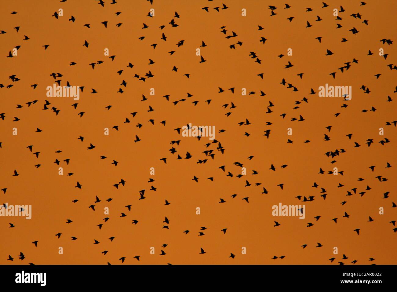 Flock of common starling in the evening Stock Photo - Alamy