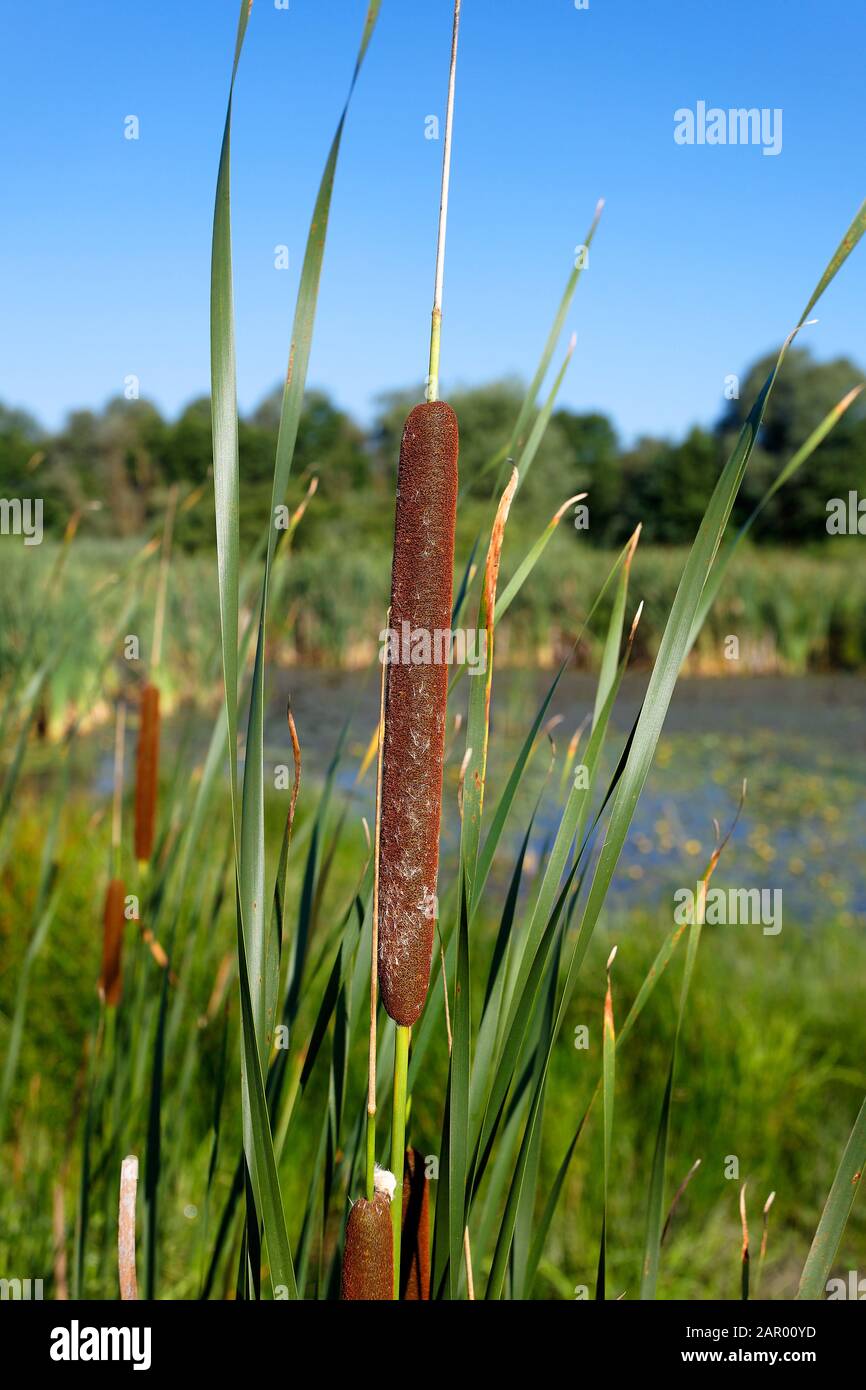 Bullrush flower spike in the wetland Stock Photo - Alamy