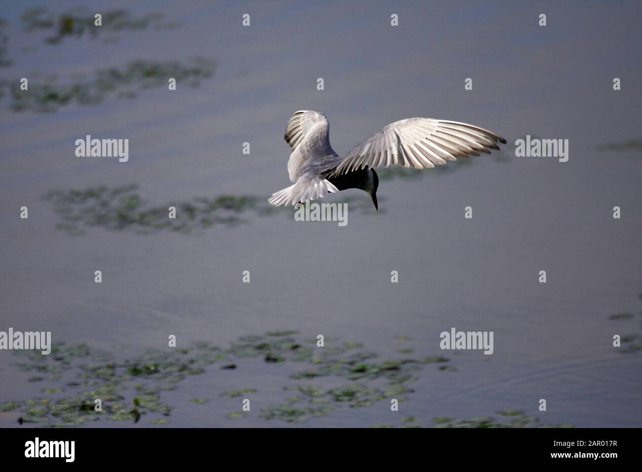 Black tern nesting hi-res stock photography and images - Alamy