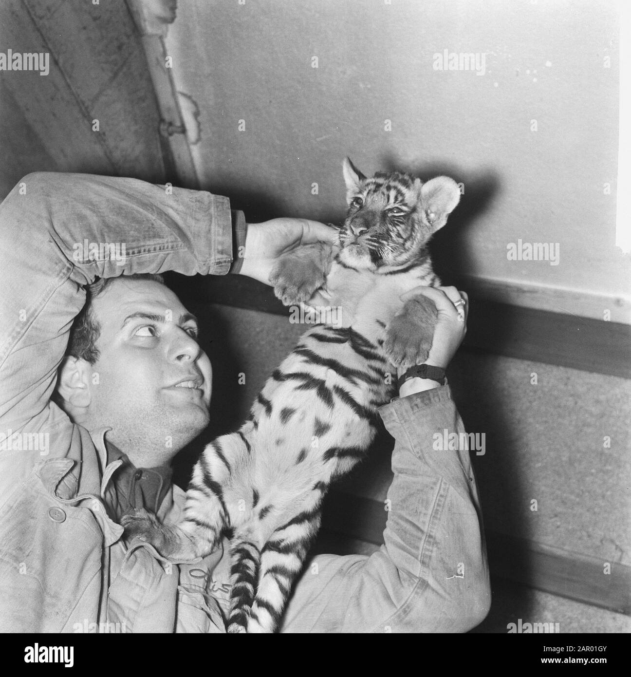 Bengali tiger Black and White Stock Photos & Images - Alamy