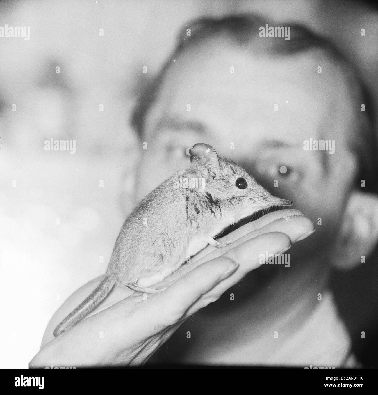 Shrew mouse hi-res stock photography and images - Alamy