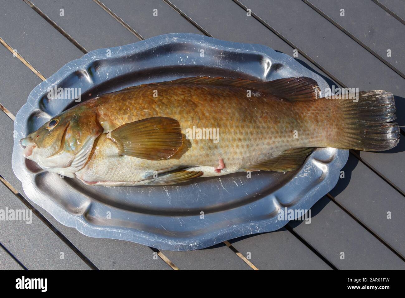 Brown ballan wrasse on a pewter dish after fishing in Brittany Stock ...