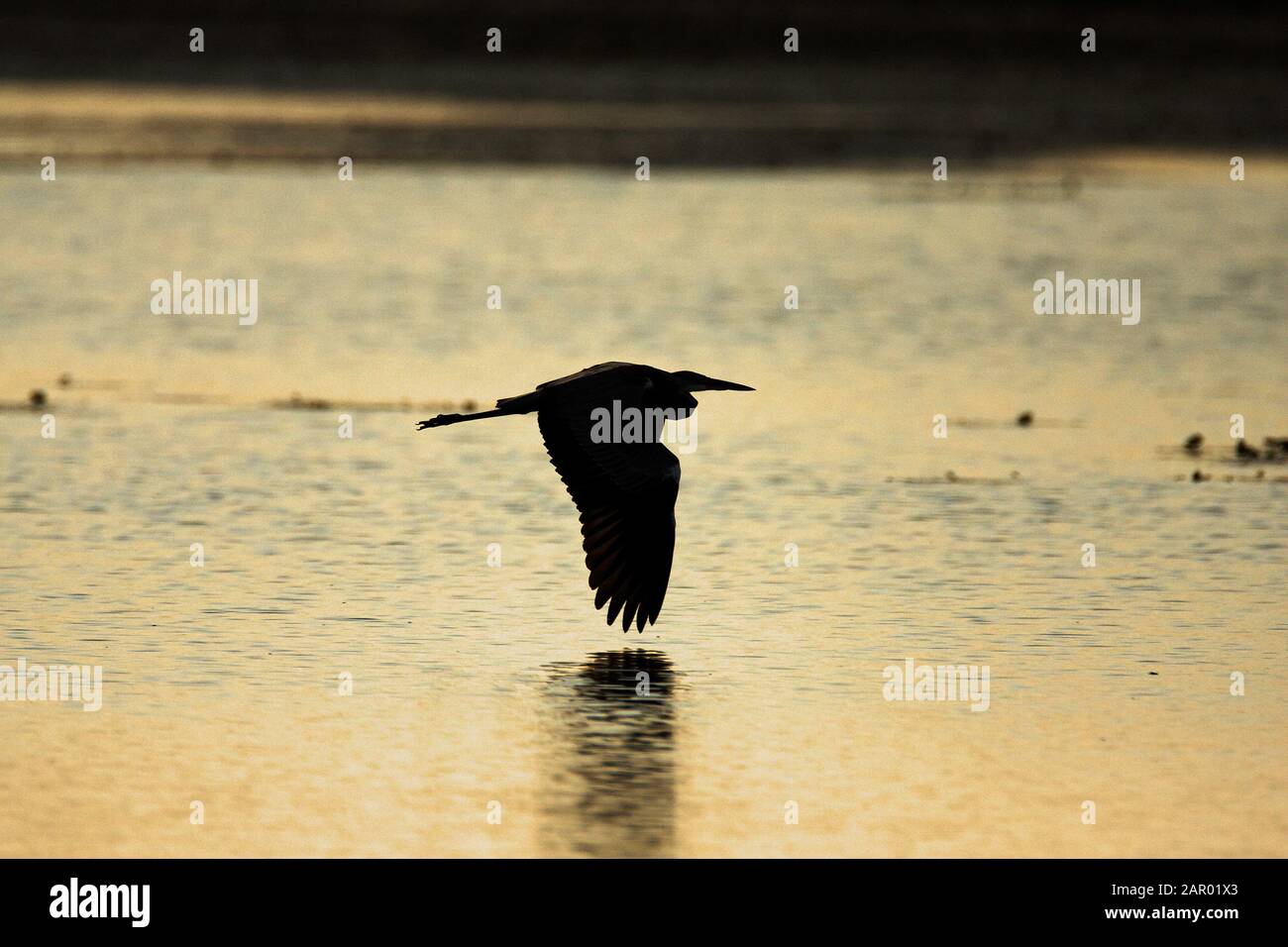 Silhouette of heron hi-res stock photography and images - Alamy