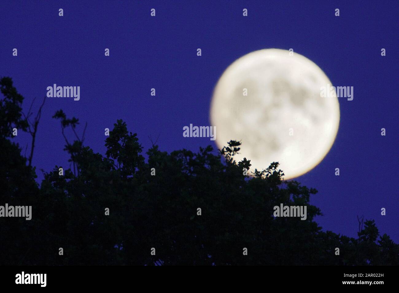 Moon seen through trees hi-res stock photography and images - Alamy