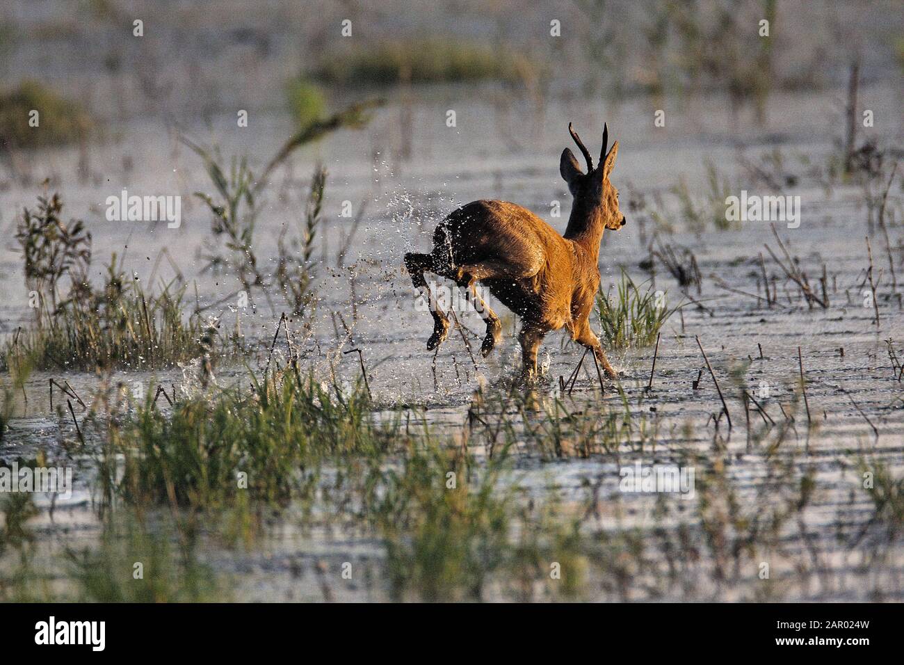Crossing marsh hi-res stock photography and images - Alamy