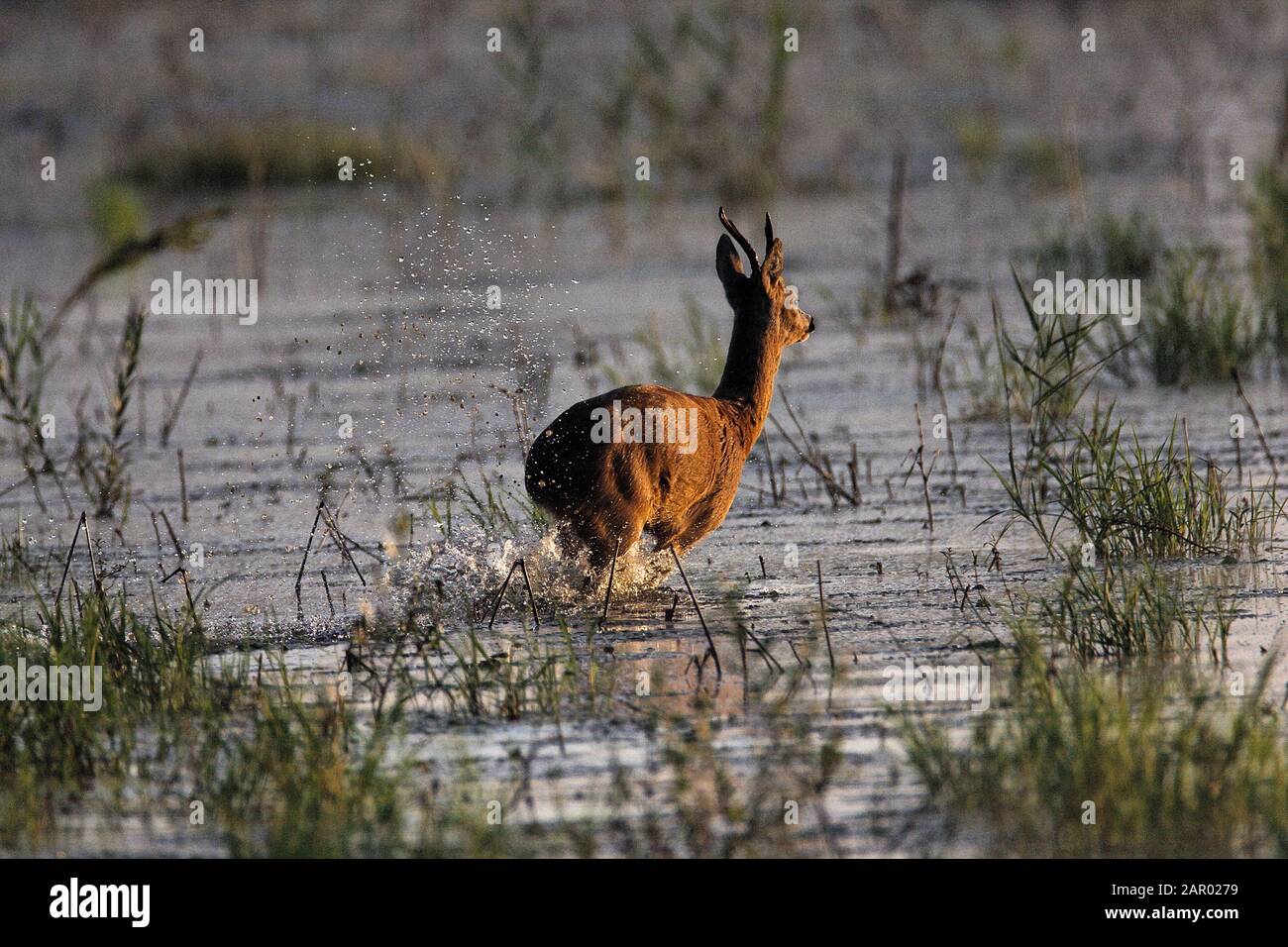 Roe deer crossing the shallow marsh Stock Photo - Alamy